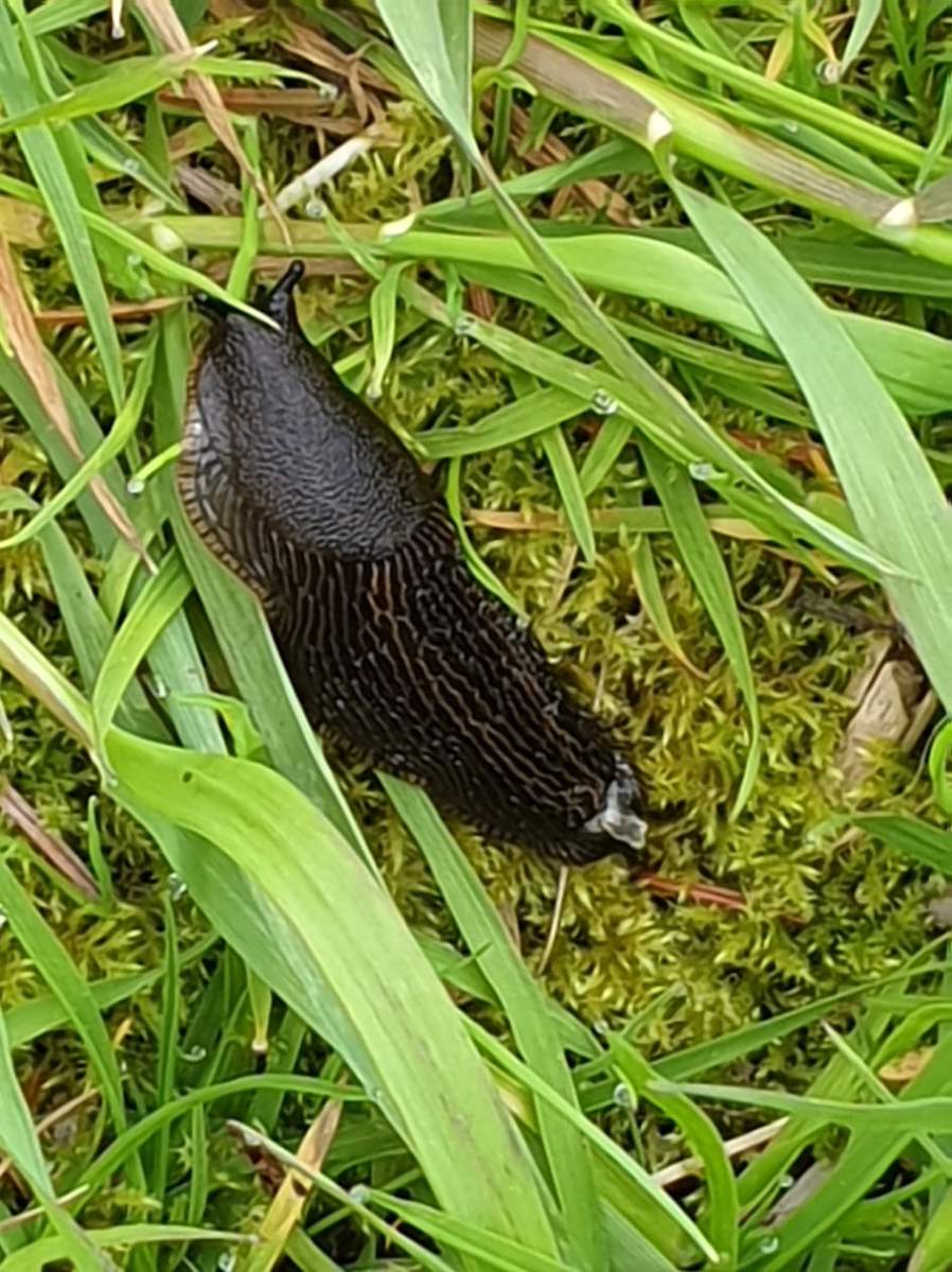 A Slug’s Speech – Ann Gerety Smyth