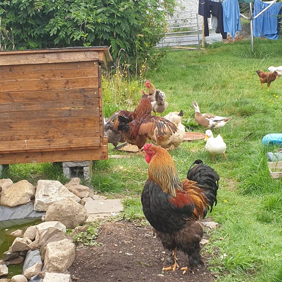 The Cock’s step on the dunkill – Ann Gerety Smyth