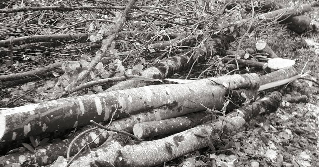 A squirrel’s tale – Ann Gerety Smyth