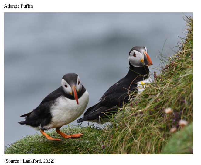 MAJOR THREATS TO WILDLIFE IN IRELAND AND AREAS TO FOCUS CONSERVATION ...